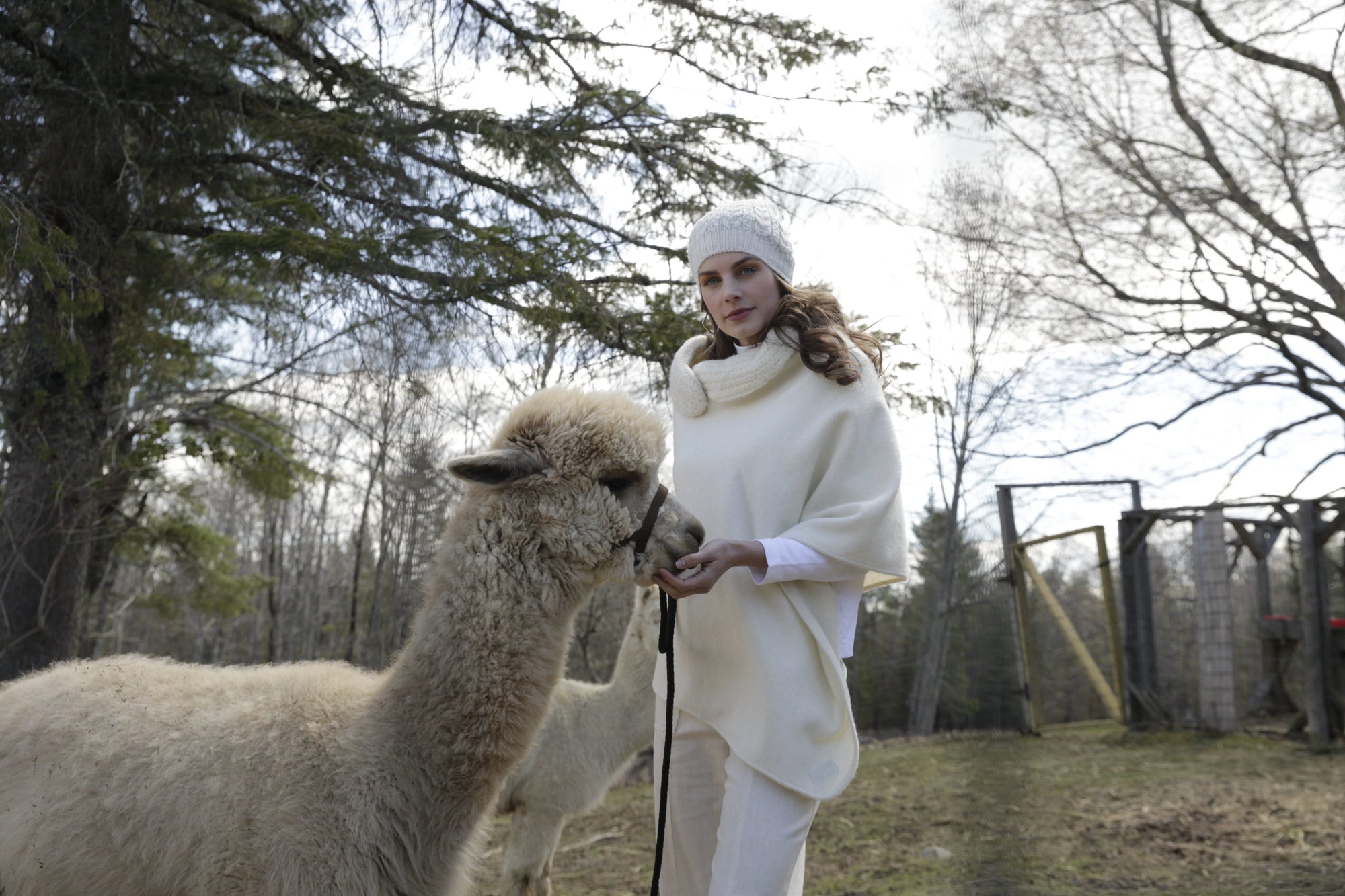 Peruvian Link Alpaca Collection