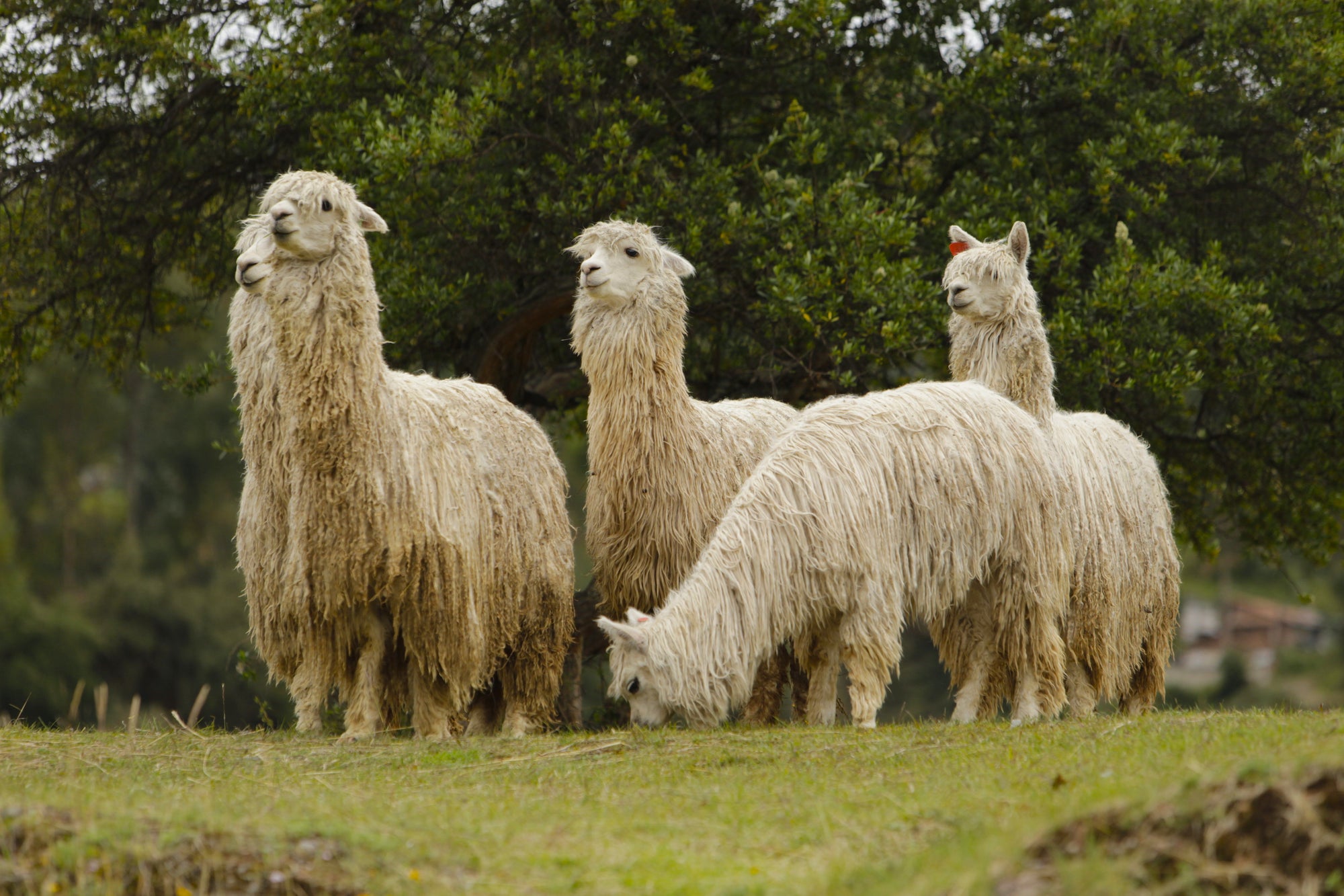 About Alpaca – Peruvian Link Alpaca Collection